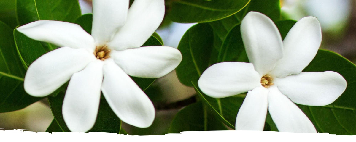 What is Tiare and what benefit does it offer to skincare? – Natural Spa ...